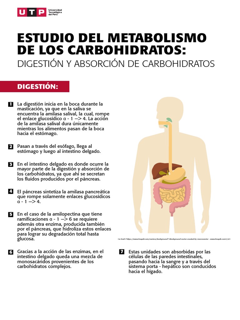 Semana 2 - Infografía - Digestión y Absorción de Carbohidratos | PDF ...