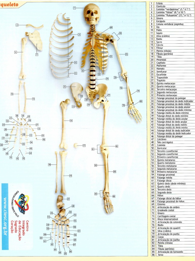 Atlas Do Corpo Humano | PDF