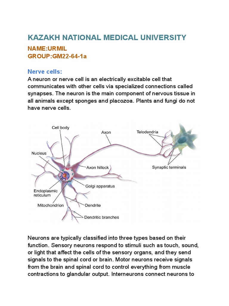 Nerve Cells: Structure and Function | PDF | Neuron | Axon