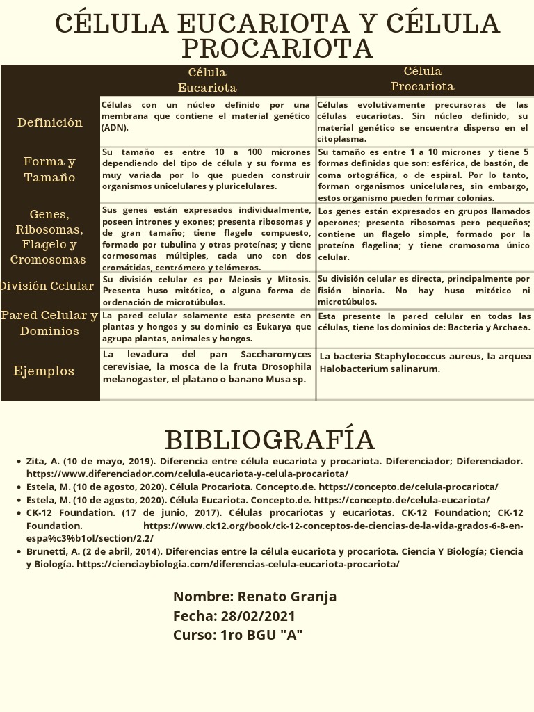 Cuadro Comparativo Célula Procariota y Eucariota | PDF | Biología Celular) | Eucariotas