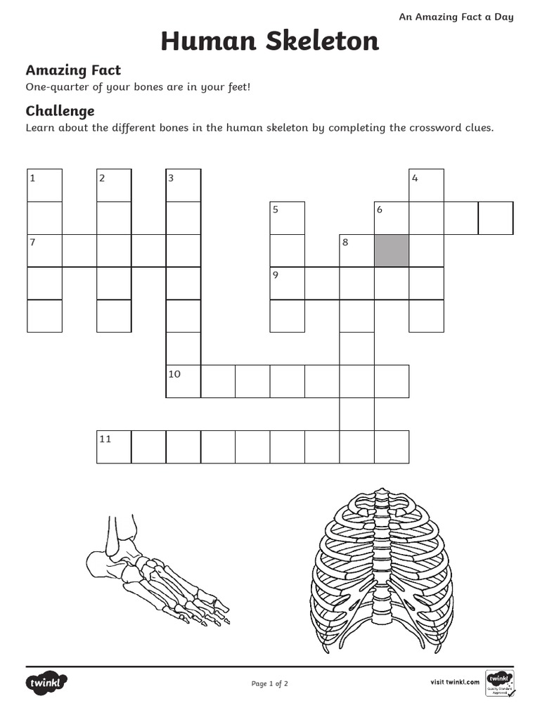 Human Skeleton: Amazing Fact Challenge | PDF | Skeleton | Human Anatomy