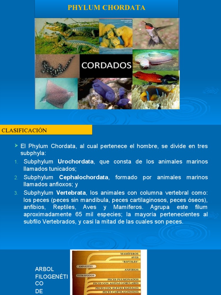 Clase 11 - Cordados | PDF | Vertebrados | Anatomía