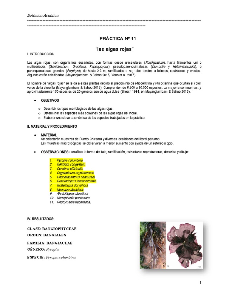 Guía de Práctica de Rhodpphyta 2022 | PDF | Algas | Organismos