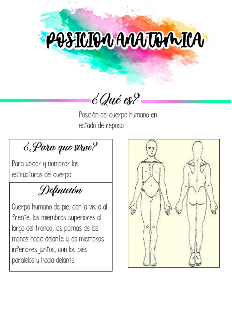 Posicion Anatomica | PDF | Términos anatómicos de ubicación | Anatomía