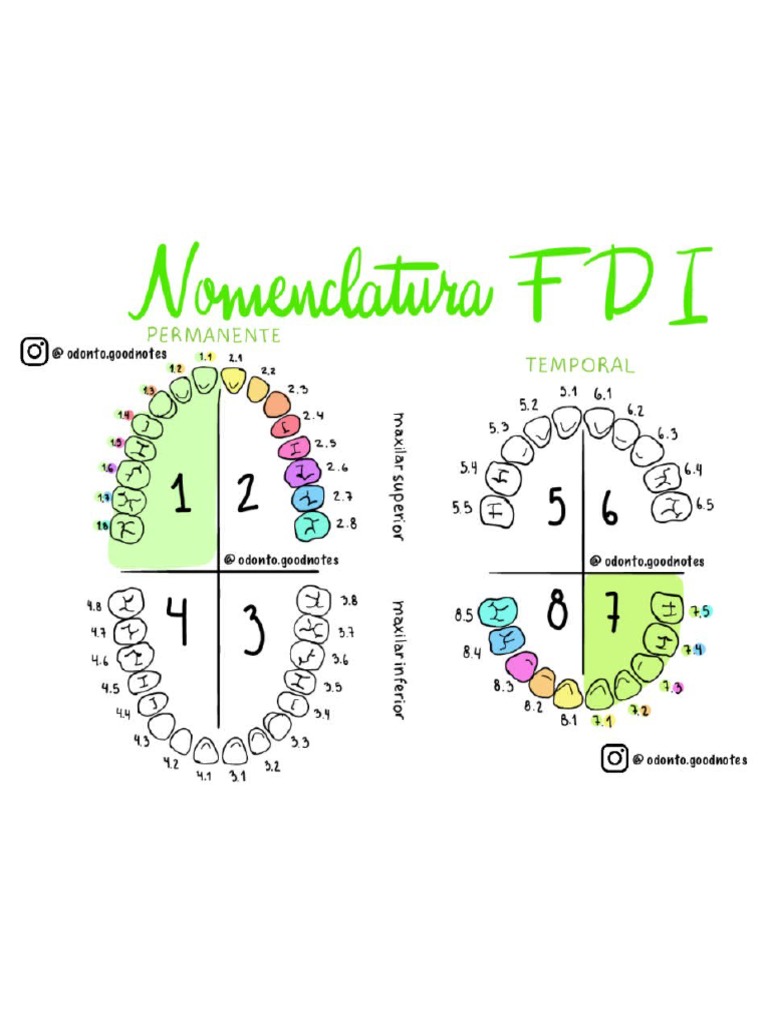 Nomenclatura FDI | PDF
