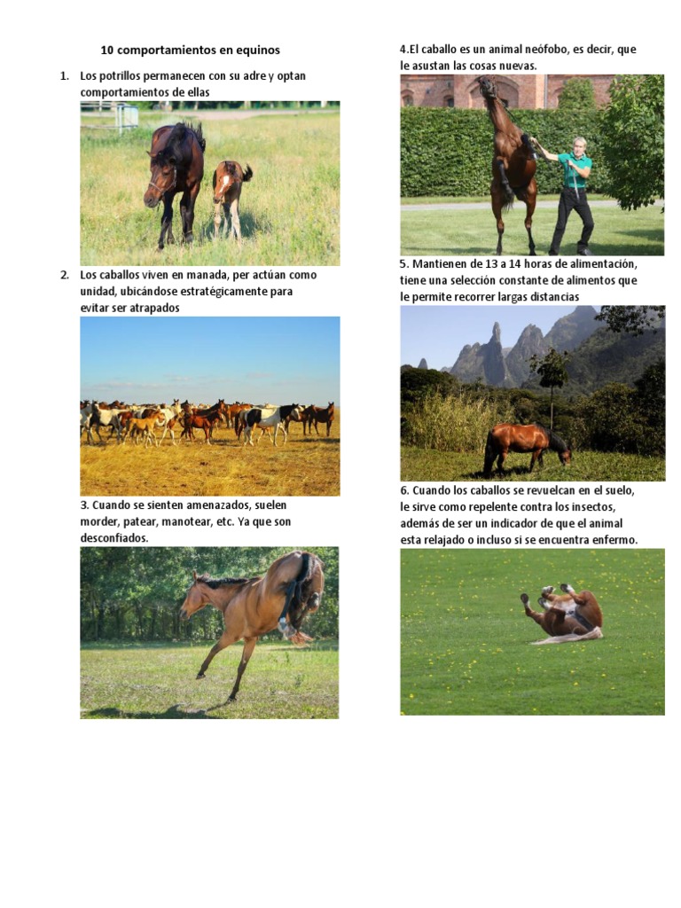 Comportamiento Equino PDF | PDF | Caballos