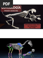 Anatomía Del Hueso Del Húmero Del Perro AnatomyLearner - El Lugar para ...