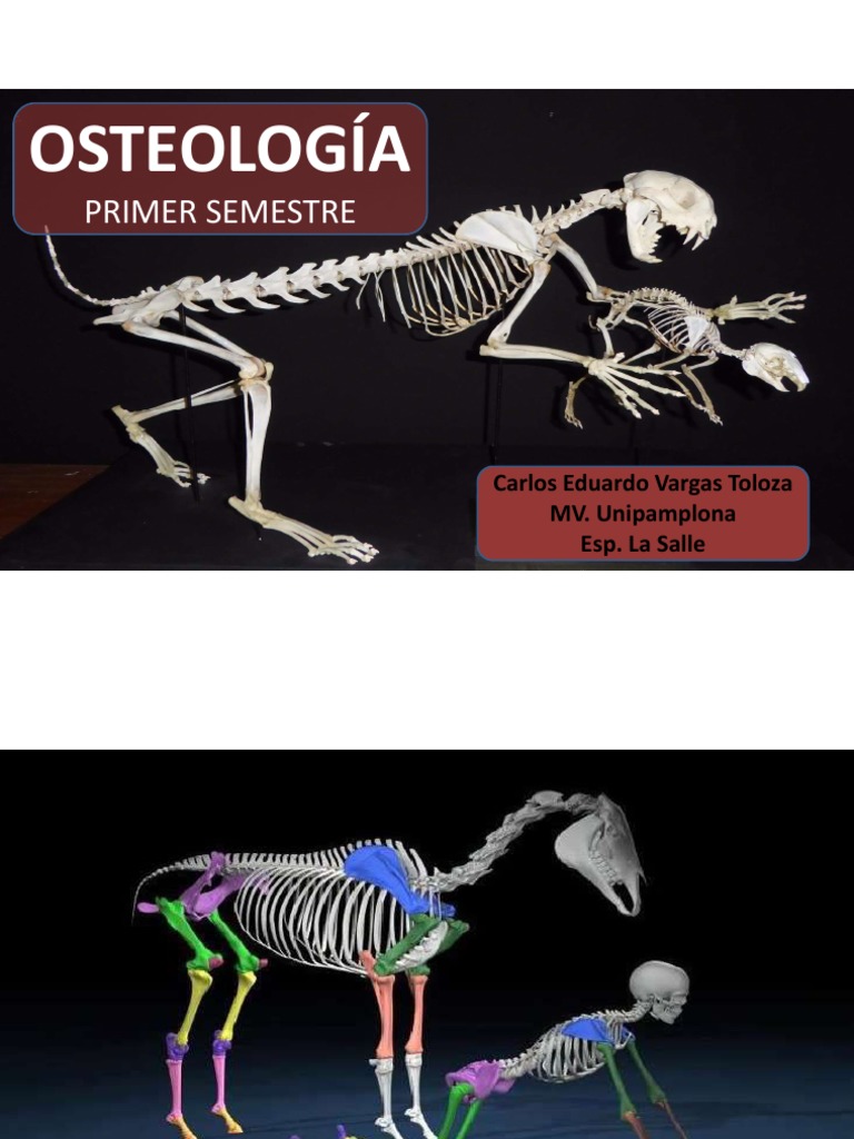 Osteologia | PDF | Anatomía humana | Cabeza y cuello humanos