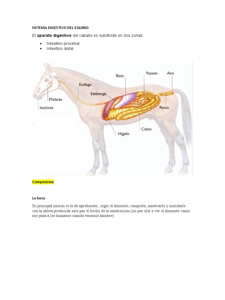 Sistema Digestivo Del Equino | PDF