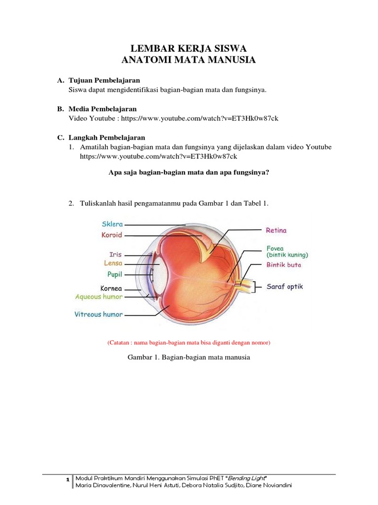 Contoh LKS Anatomi Mata | PDF