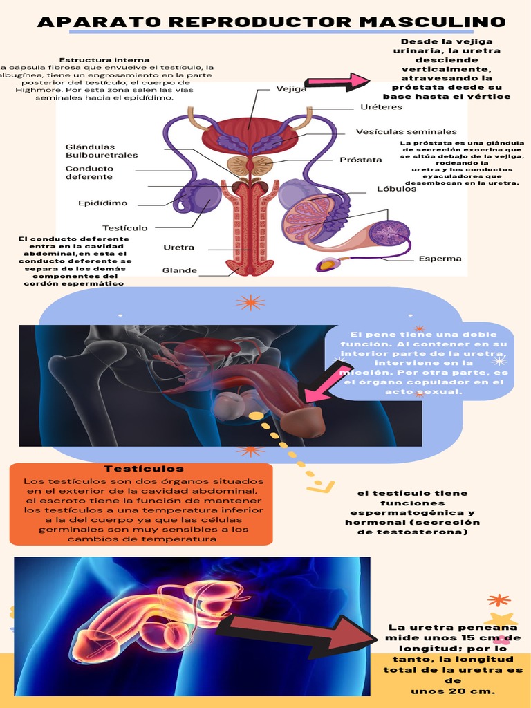 Aparato Reproductor Masculino | Descargar gratis PDF | Sistema ...