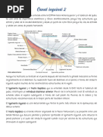 Anatomía de La Región Inguinal | PDF | Abdomen | Anatomía humana