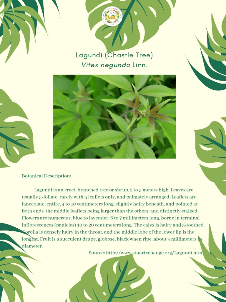 Lagundi/Dangla (Vitex Negundo) | PDF | Plants | Diseases And Disorders