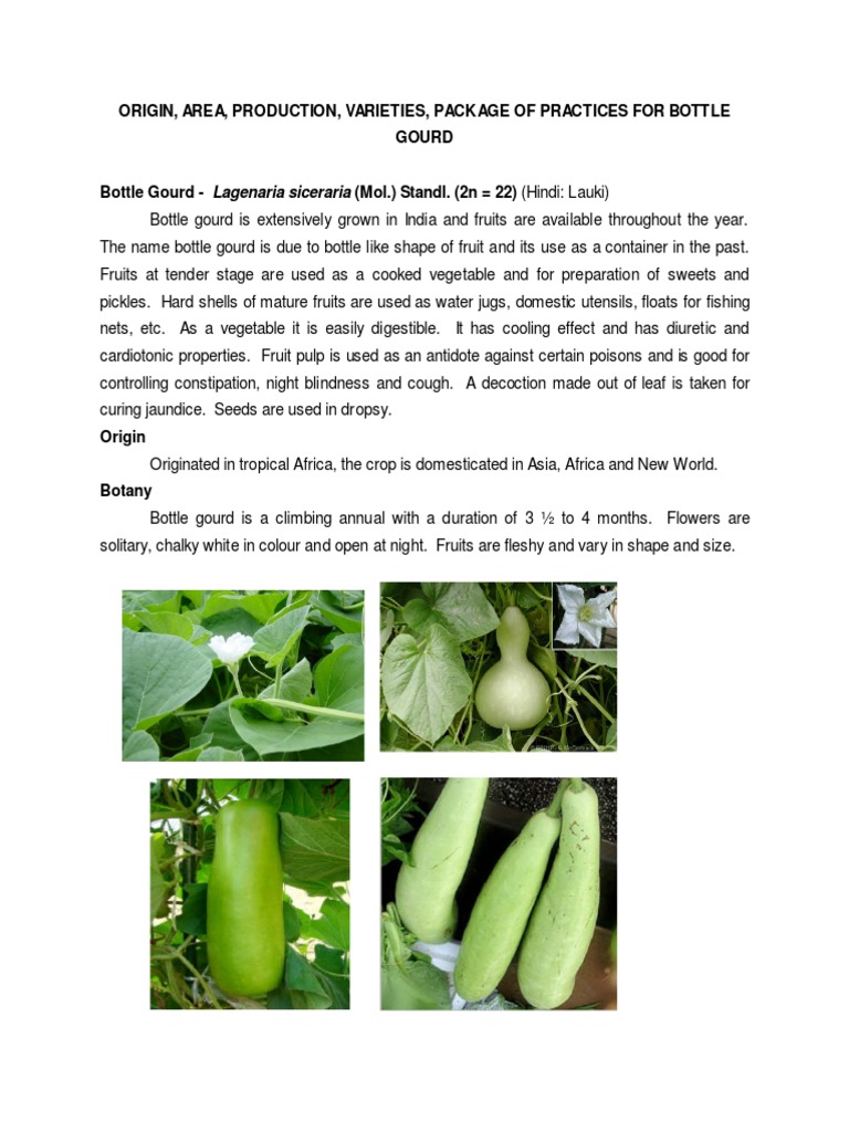 Origin, Area, Production, Varieties, Package of Practices For Bottle ...