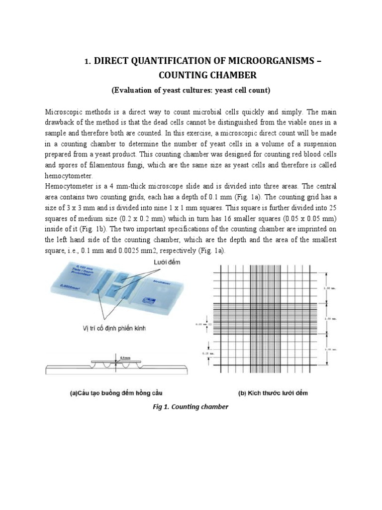Observing Microorganisms Under The Microscope | PDF | Microscopy ...