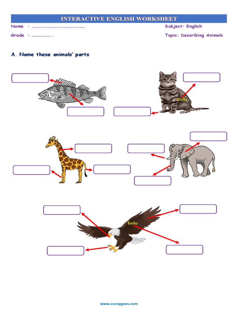 Identifying Animal Parts and Using Object Pronouns in an English ...