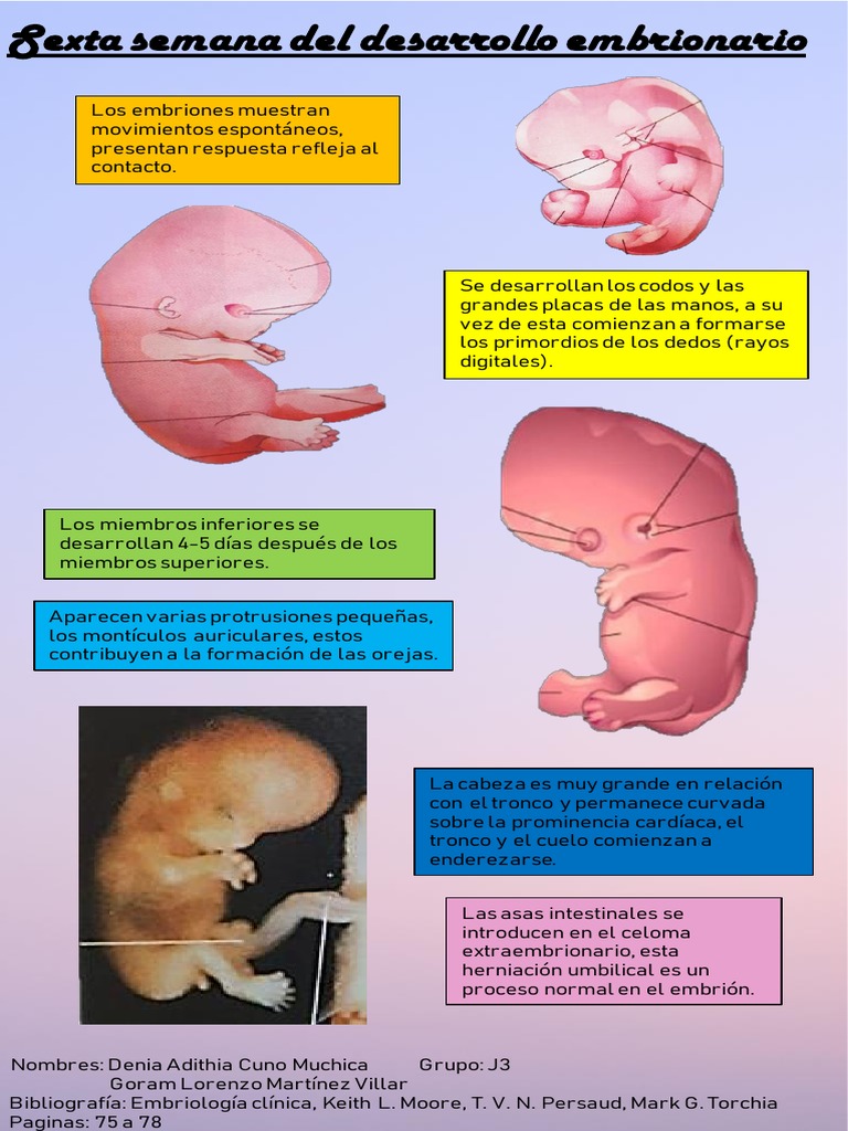 Infografía Embriología | PDF