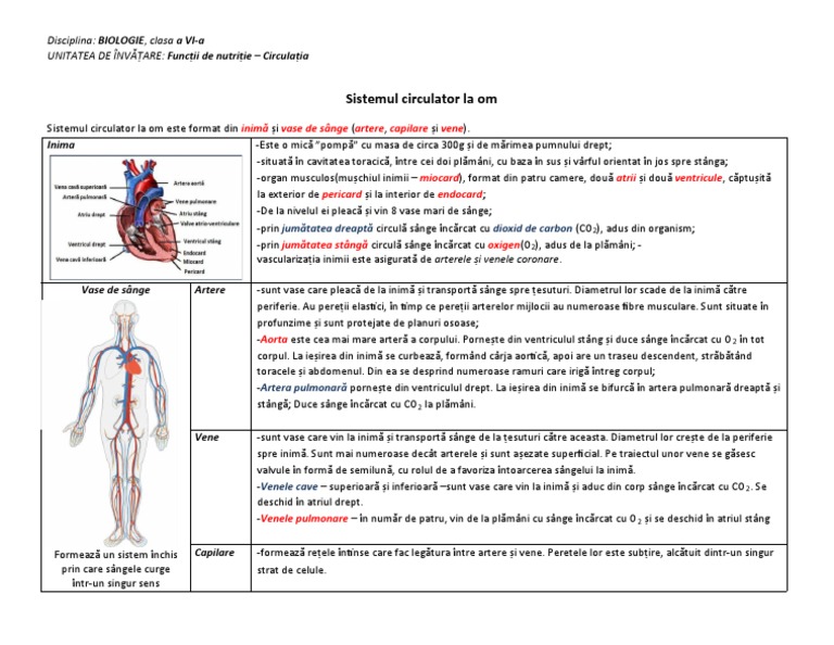 Sistemul Circulator La Om | PDF