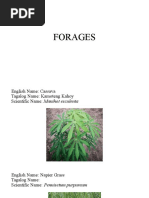 Sitaw Bataw: (English: String Beans Cebuano: Batong) Scientific Name | PDF