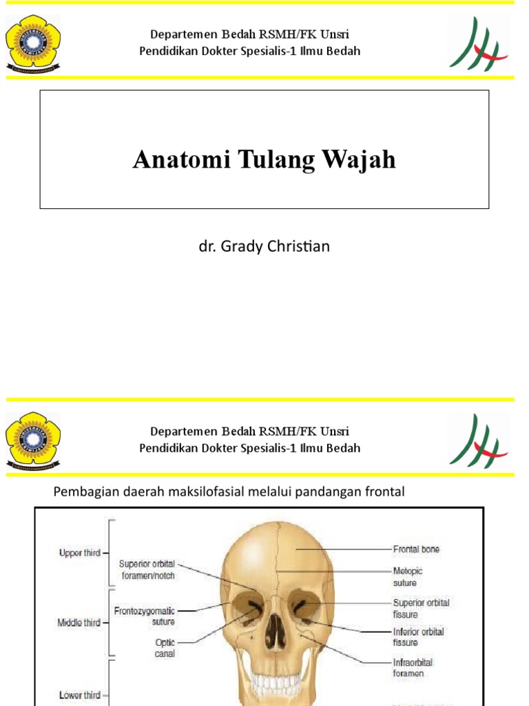 Anatomi Tulang Wajah | PDF