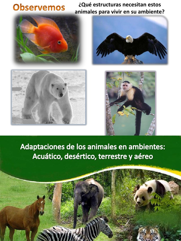 Adaptaciones de Animales al Medio Ambiente | PDF | Aves | Tetrápodos