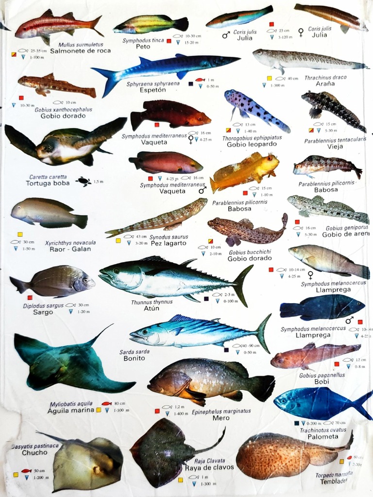 Fauna Mediterraneo | PDF | Especies cosmopolitas | Mamíferos marinos