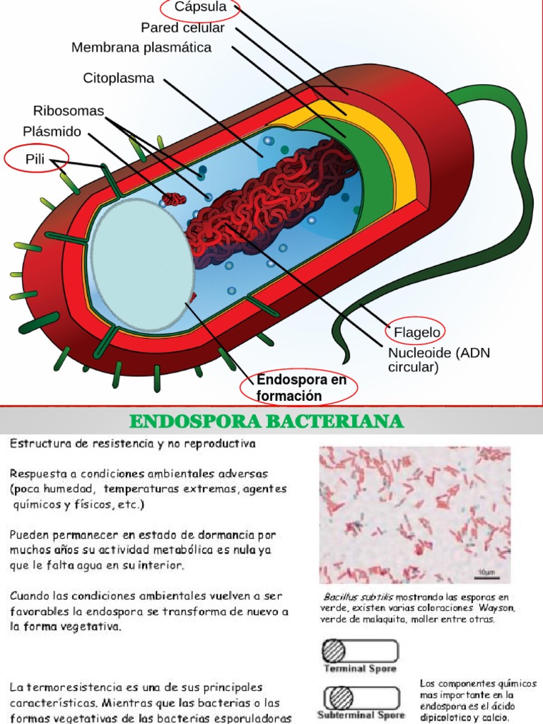 Endospora Flagelo y Adherencia | PDF | Las bacterias | Biopelícula