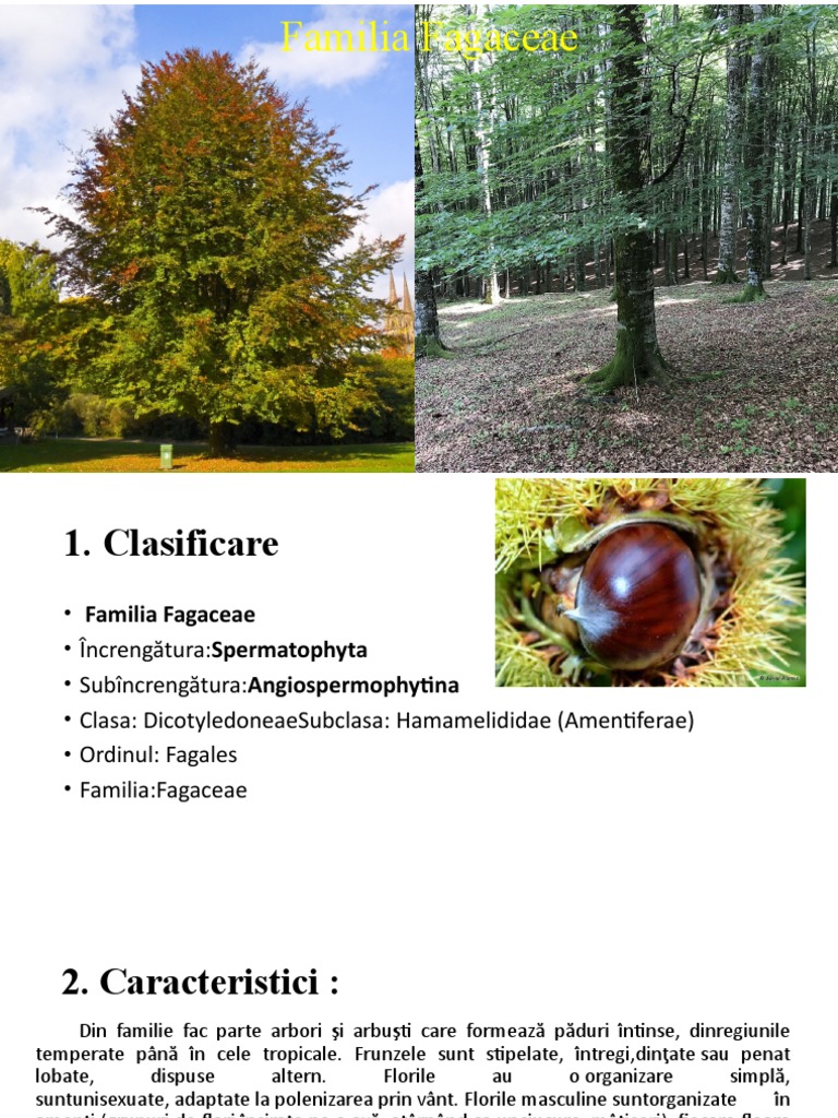 Familia Fagaceae | PDF