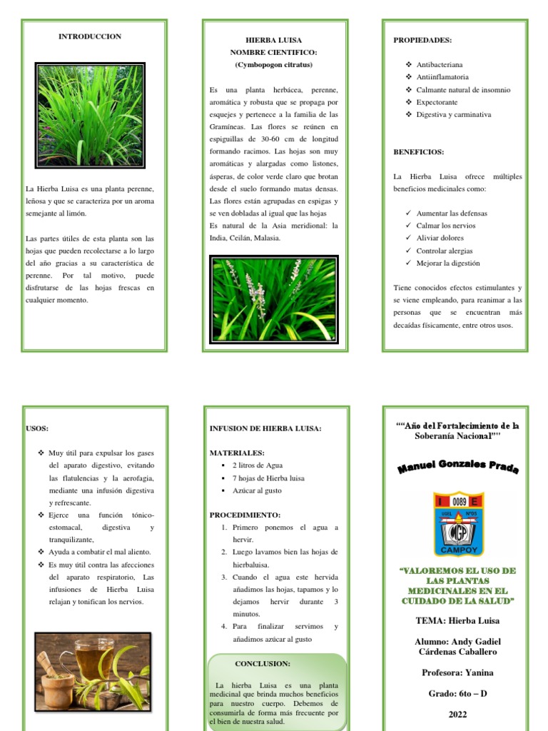 Hierba Luisa - Andy Cardenas Caballero | PDF