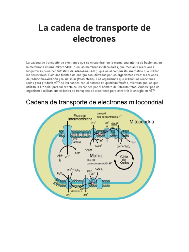 Cadena de Transporte de Electrones y ATP | PDF | Cadena de transporte ...