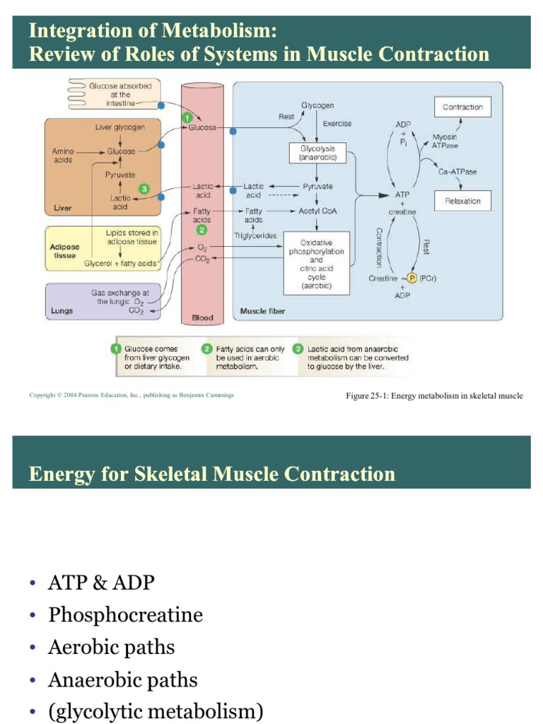 How Body Response To Exercise | PDF