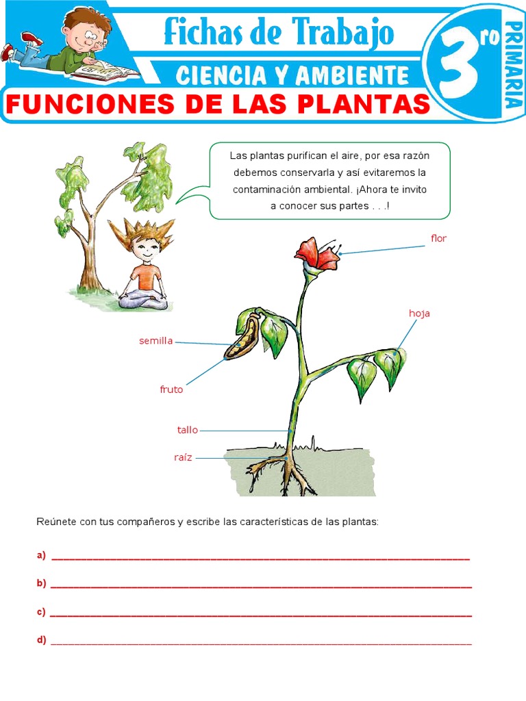 Funciones y partes de las plantas para niños | PDF | Tallo de la planta ...