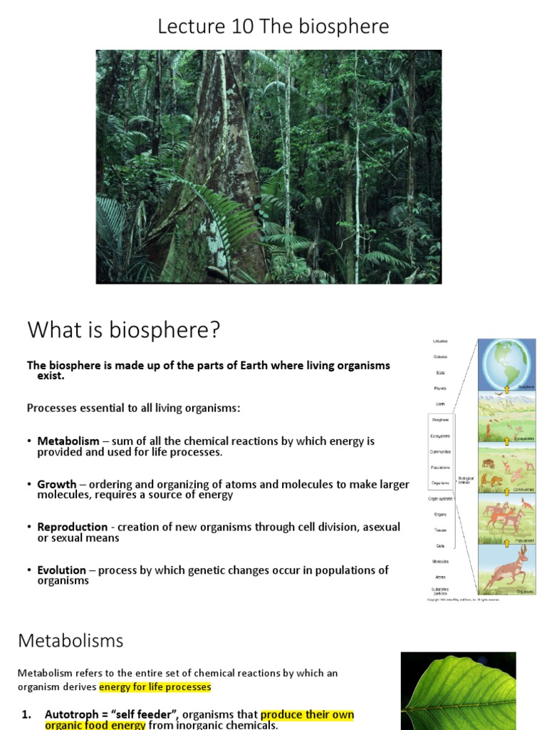 Lecture 10 The Biosphere | PDF | Ecosystem | Evolution