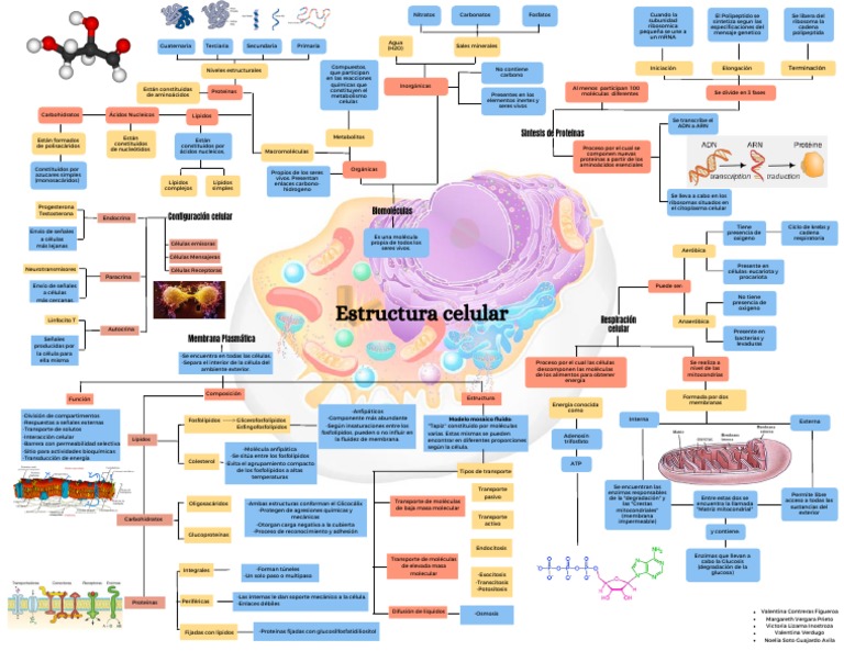 Estructura Celular | PDF | Membrana celular | Biología Celular)