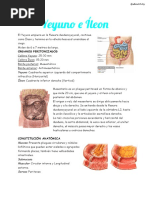 Irrigación e Inervación del Colon | PDF | Intestino grueso | Recto