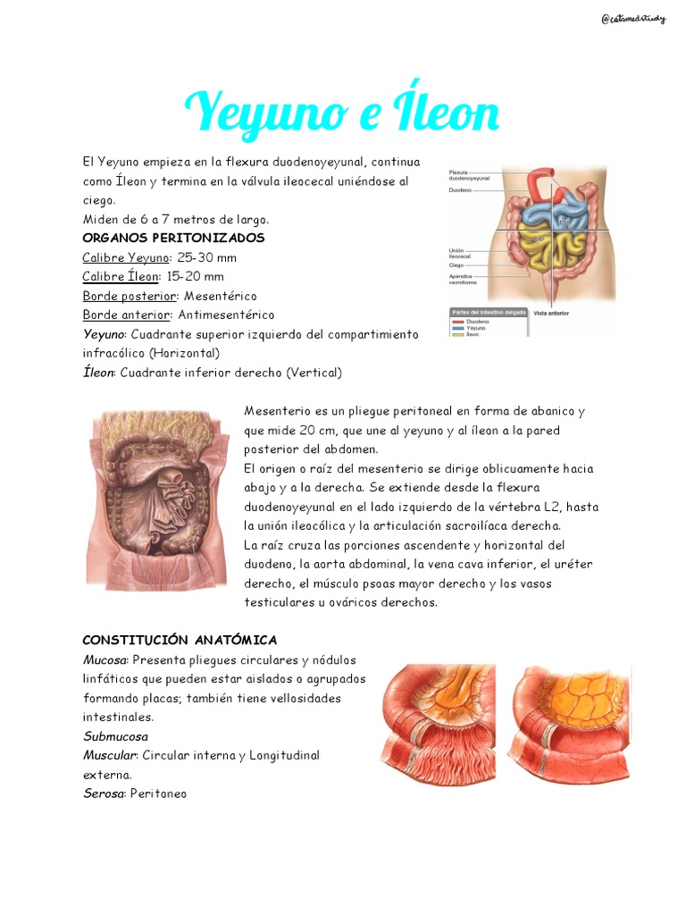 Resumen Yeyuno, Íleon e Intestino Grueso | PDF | Intestino grueso | Abdomen
