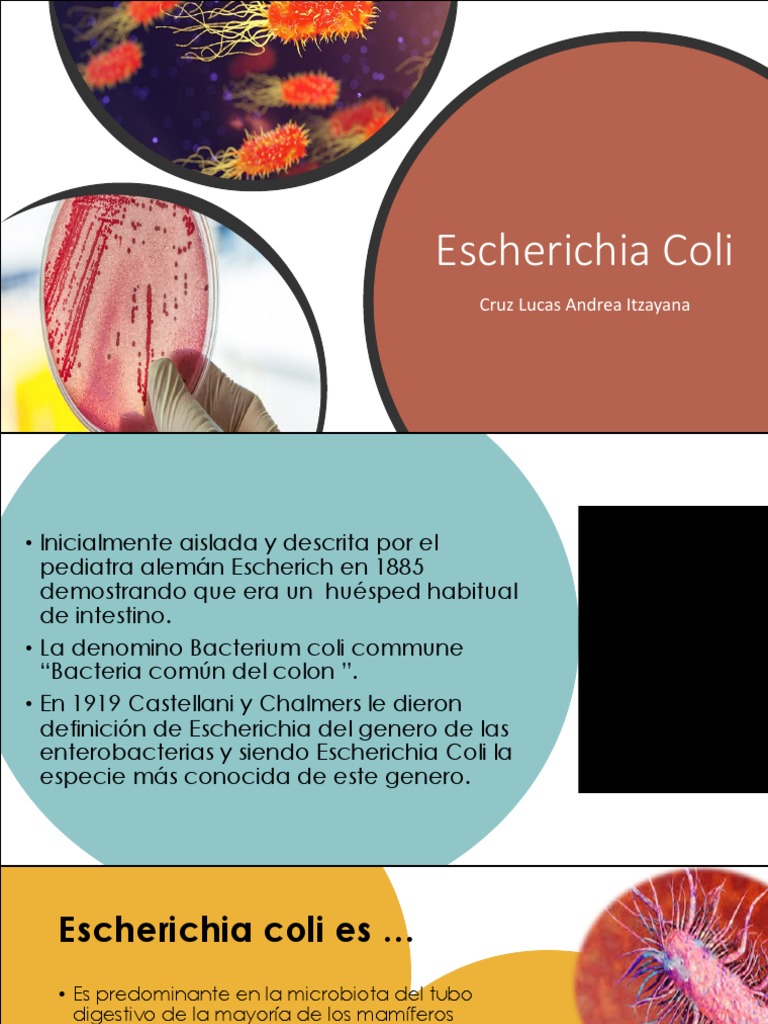 Escherichia Coli: Una bacteria comensal y patógena oportunista | PDF ...