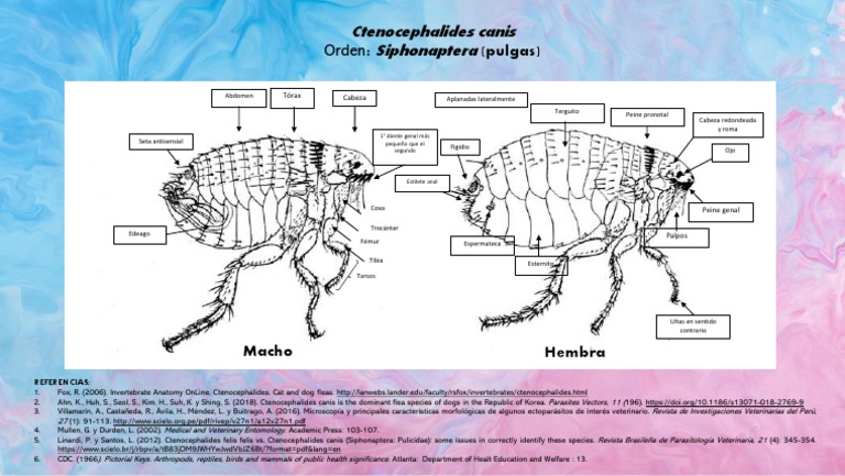 Ctenocephalides Canis | PDF | Artropodología | Artrópodos