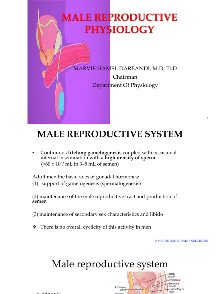 Male Reproductive Physiology Overview | PDF | Luteinizing Hormone ...