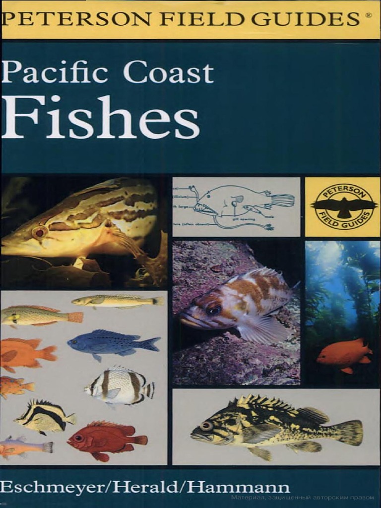 A Field Guide To Pacific Coast Fishes | PDF