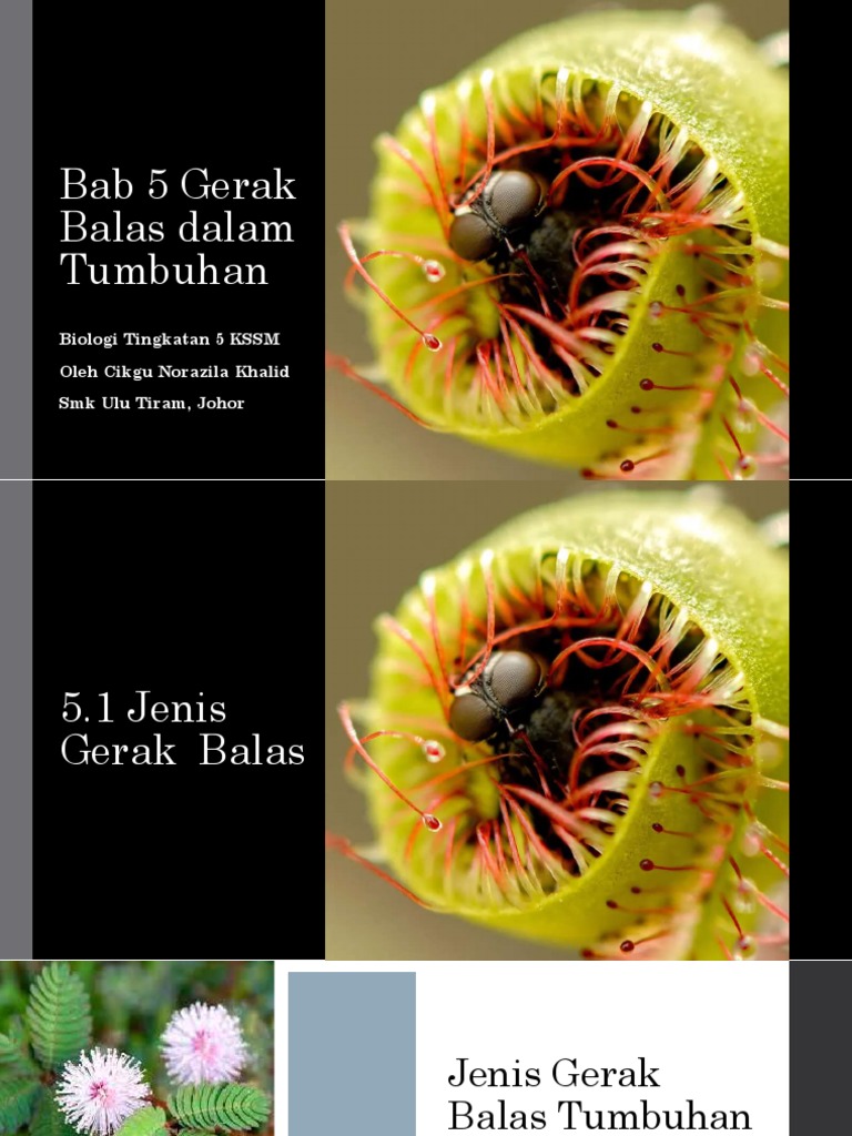 BIO T5 KSSM BAB 5 Gerak Balas Dalam Tumbuhan Zila Khalid ) | PDF