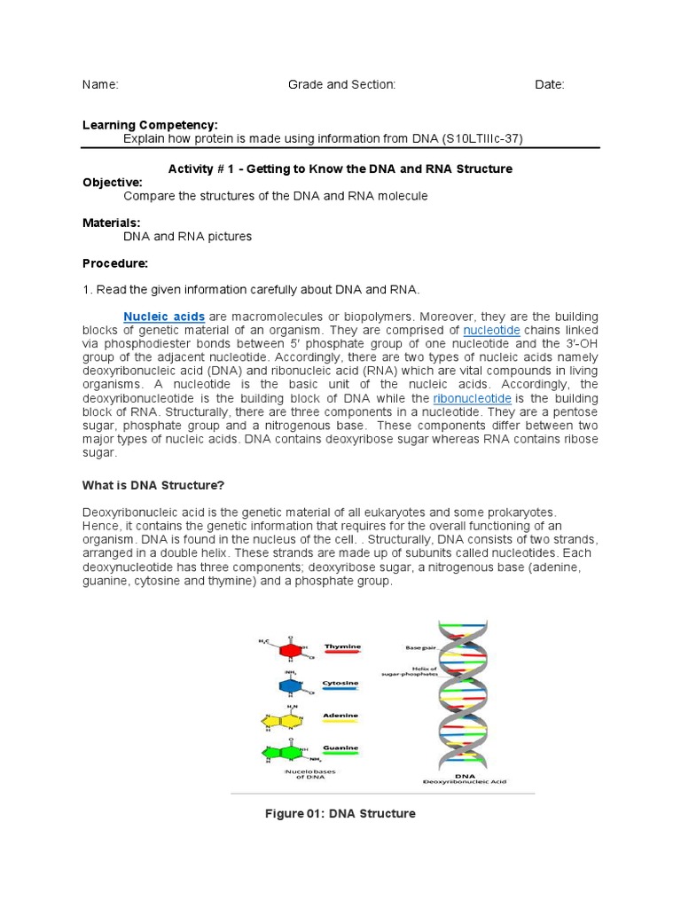 DNA and RNA Compared Supplementary Worksheets | PDF | Dna | Rna
