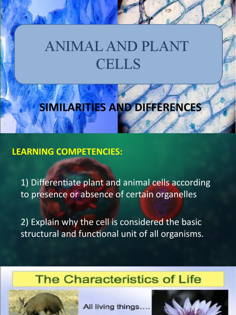 Plant and Animal Cells: Key Differences | PDF | Cell (Biology) | Anatomy
