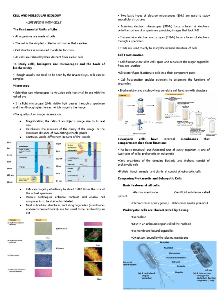 Cell and Molecular Biology | PDF | Cell (Biology) | Endoplasmic Reticulum