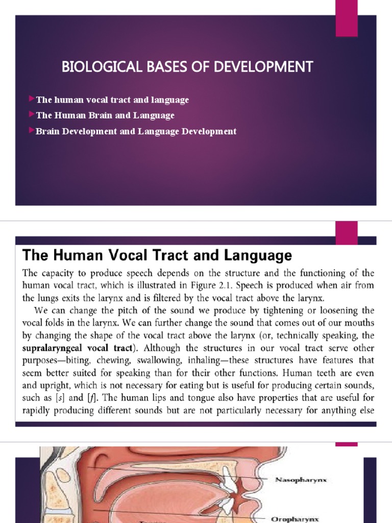The Biological Bases of Language Development | PDF