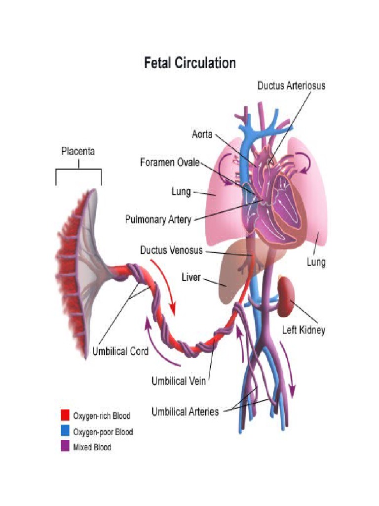 Fetal Circulation | PDF
