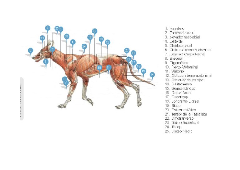 Musculos Perro Cara Lateral | PDF
