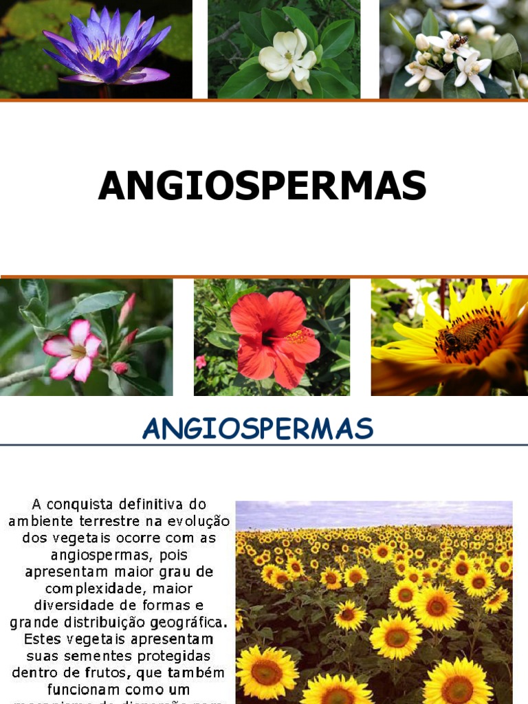 12 Angiospermas | PDF | Flores | Pólen