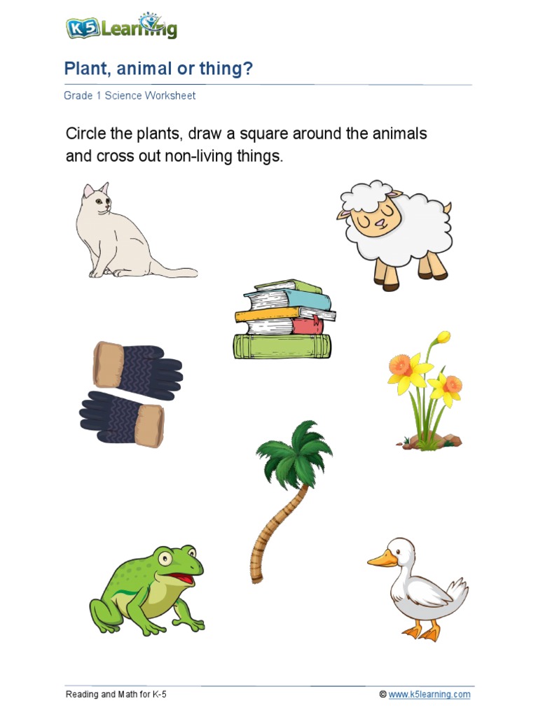 Grade 1 Plant Animal Thing A | PDF