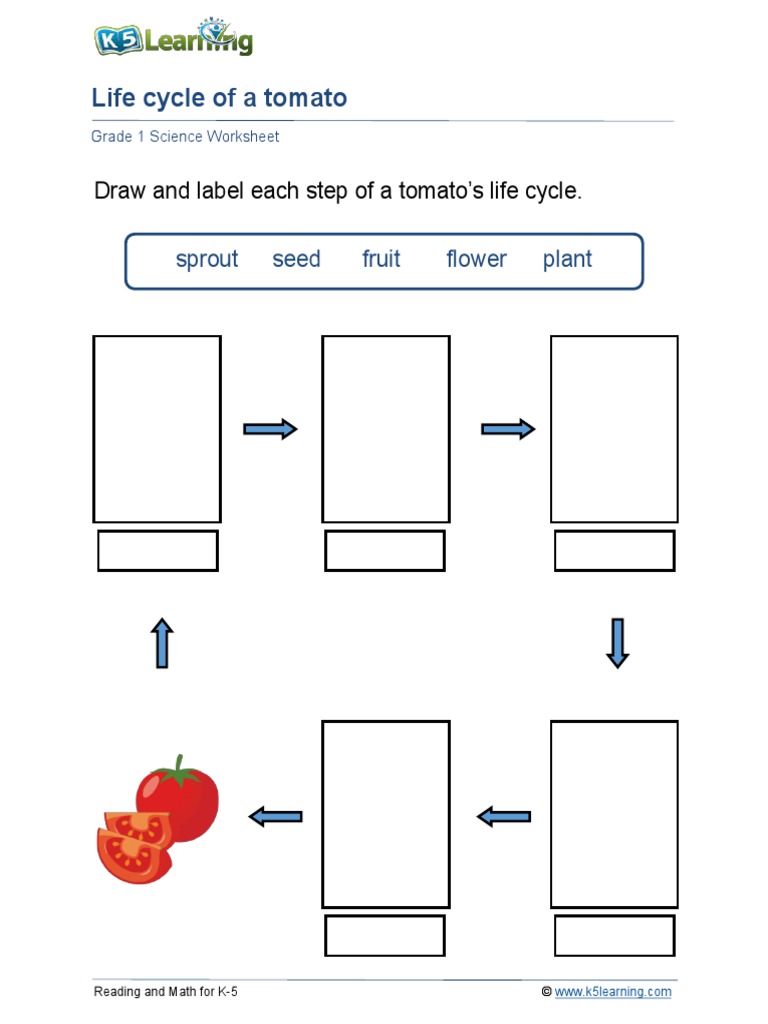 Grade 1 Plant Life Cycle B | PDF | Science & Mathematics